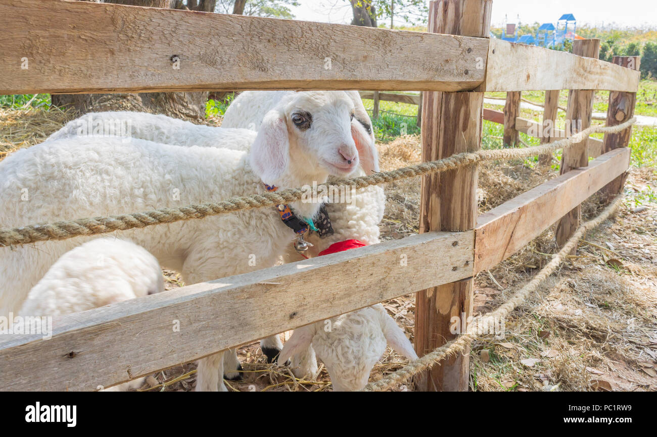 Group of White Sheep or Ram Animal in Stall. Sheep or ram standing in ...