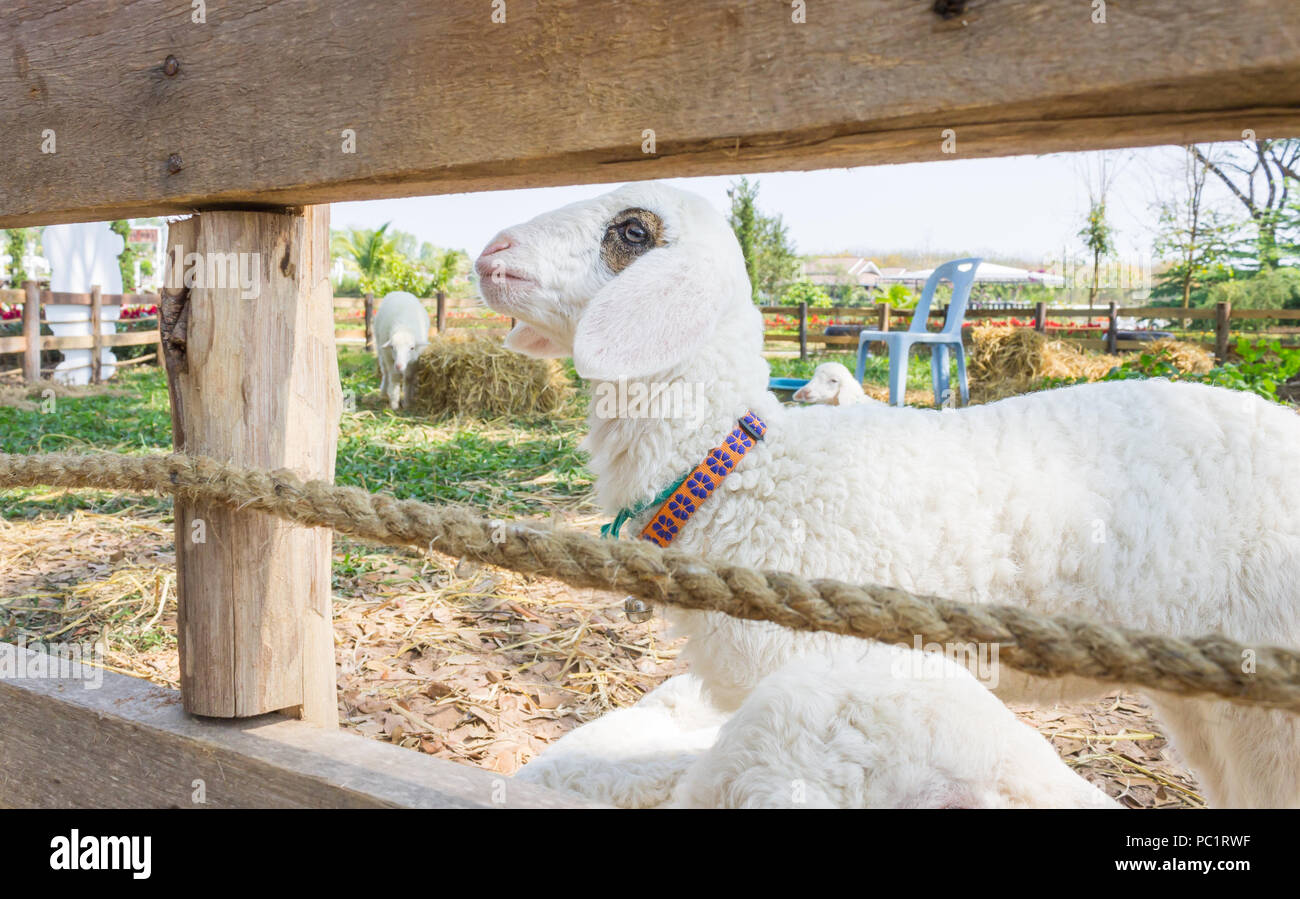 White sheep or ram in Stall and Green Tree. Sheep or ram standing in ...