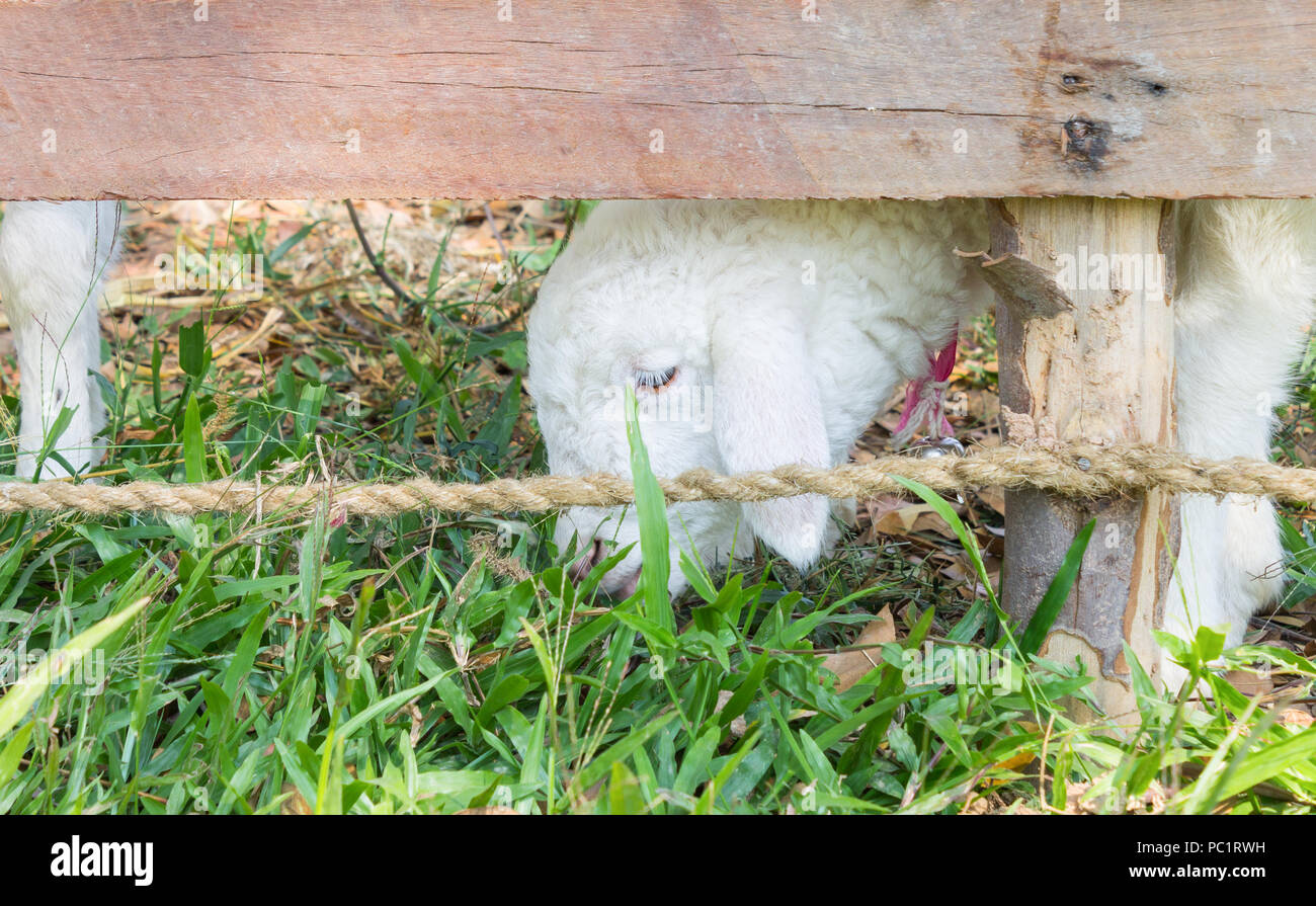 White Sheep or Ram Animal in Stall Eating Grass. Sheep or ram standing ...