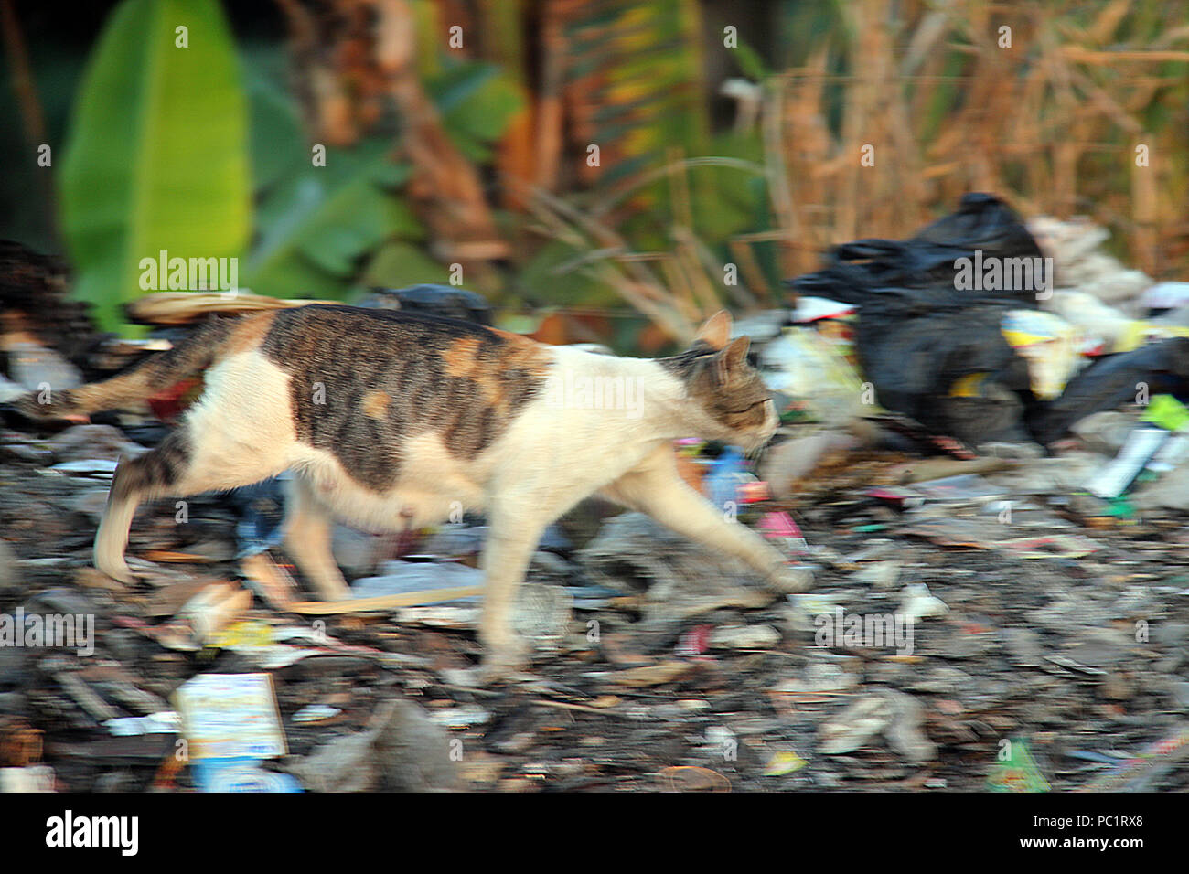 Cats looking for food in a pile of garbage Stock Photo - Alamy