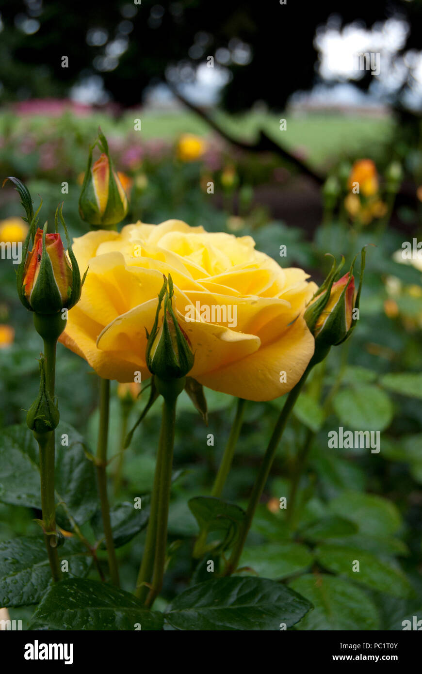 Yellow rose flower in the Bern Rose Gardens, Bern, Switzerland, Europe ...