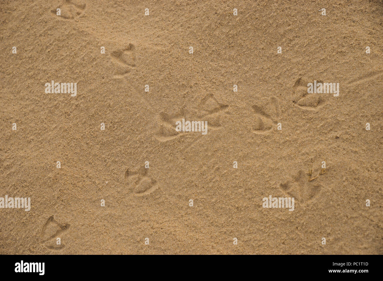 footprints of Australian Ibis birds on wet beach sand Stock Photo - Alamy