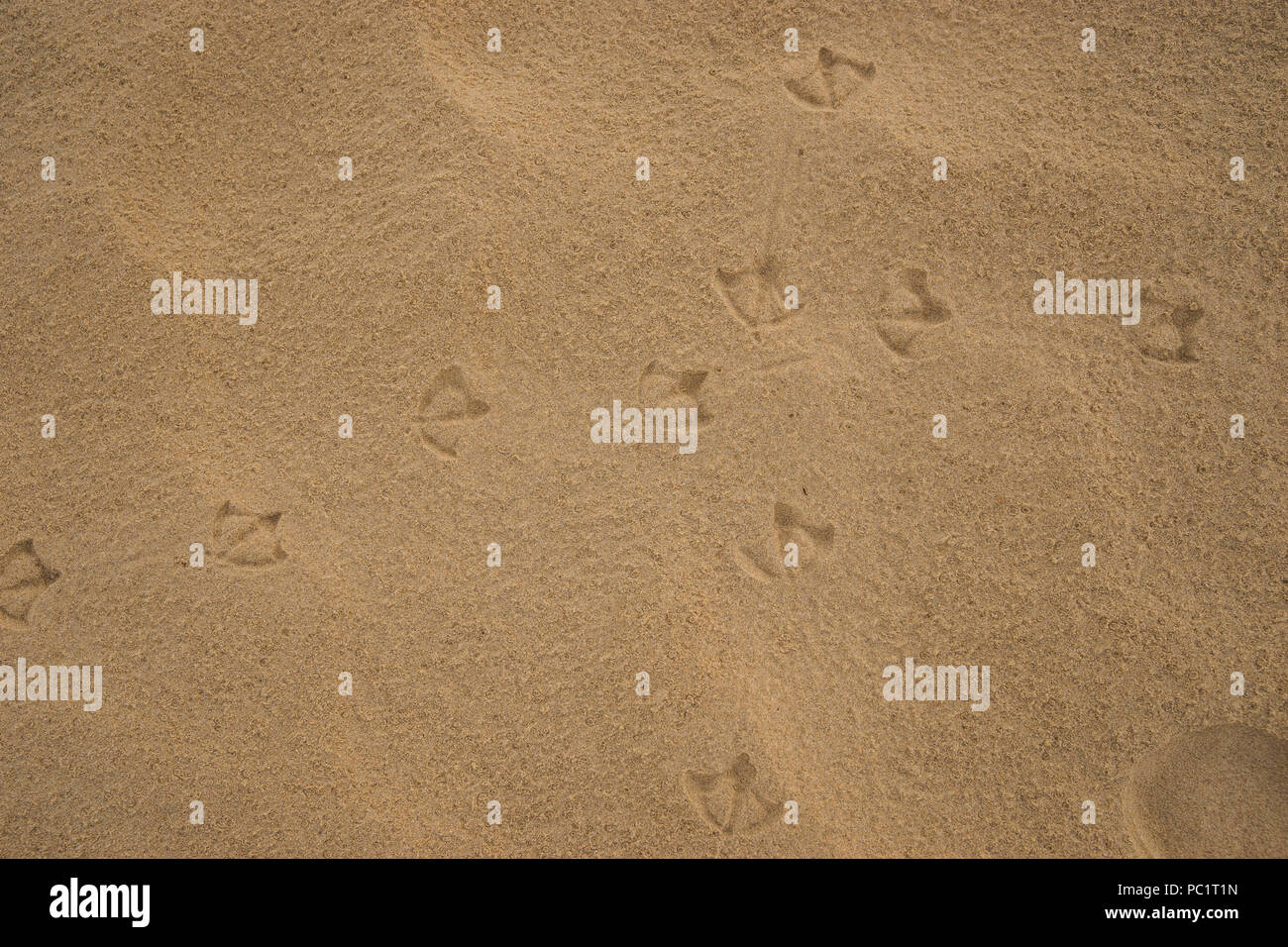 footprints of Australian Ibis birds on wet beach sand Stock Photo - Alamy