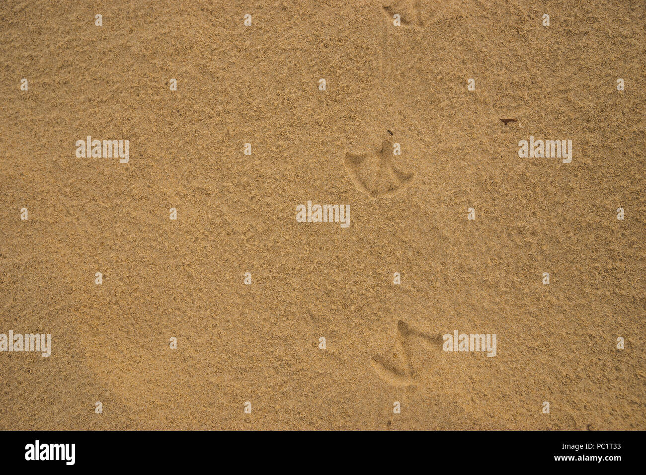 footprints of Australian Ibis birds on wet beach sand Stock Photo - Alamy