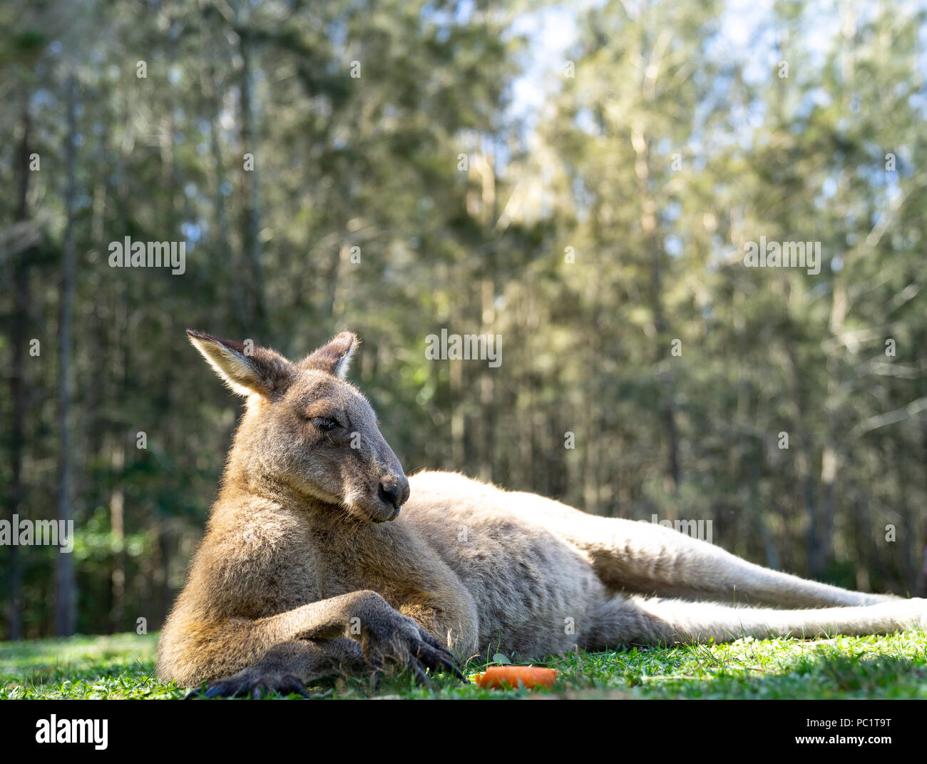 Huge kangaroo hi-res stock photography and images - Alamy