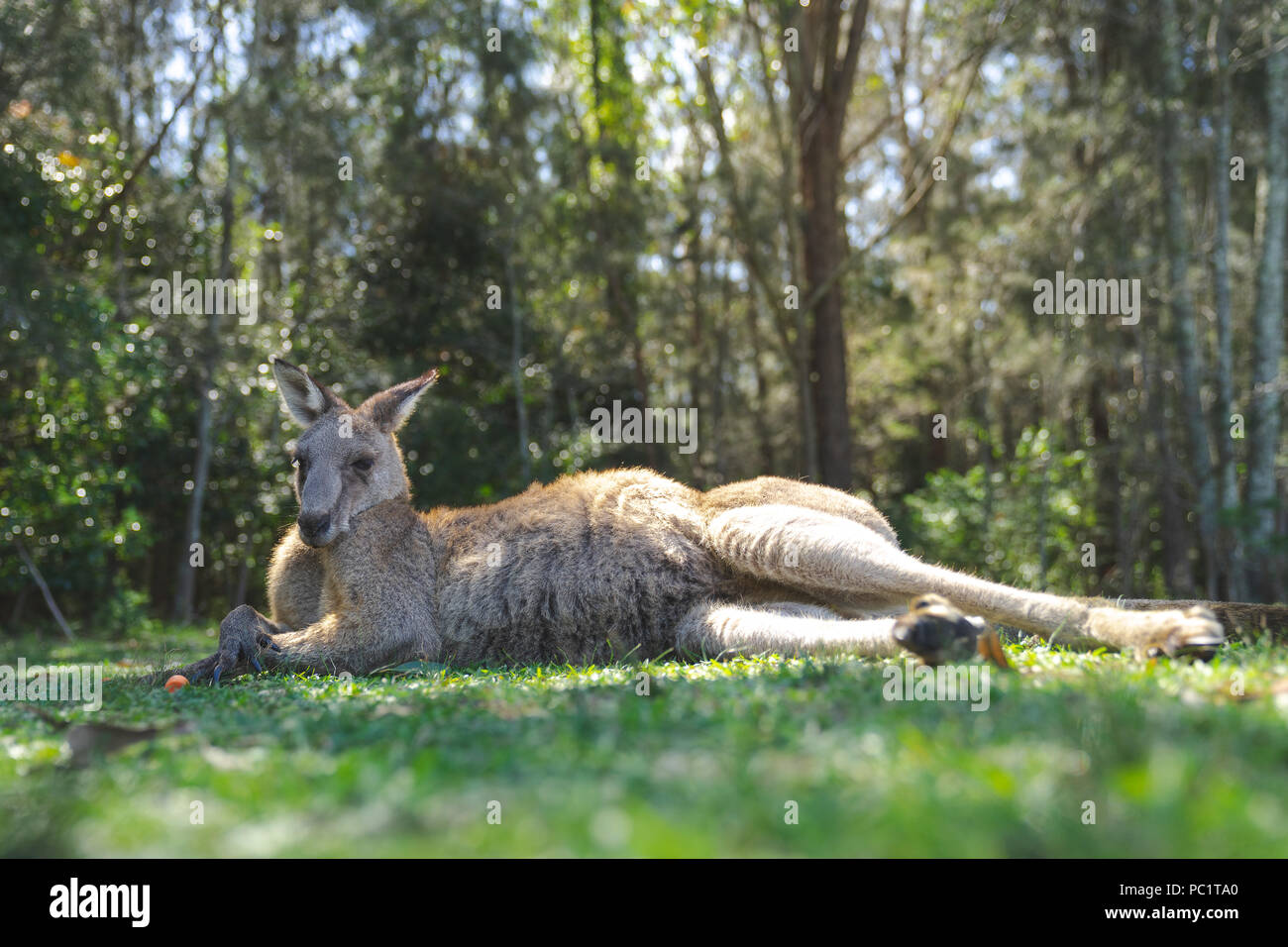 Big kangaroo hi-res stock photography and images - Alamy