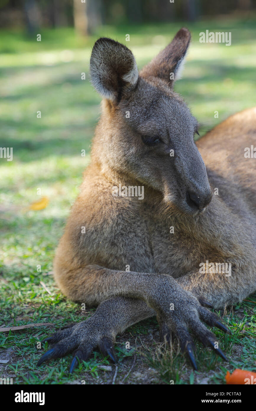 Big kangaroo hi-res stock photography and images - Alamy