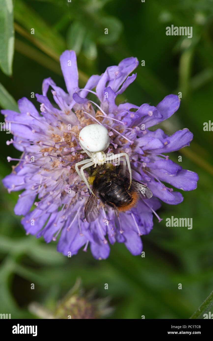 Crab Spider (Thomisidae species) on scabious flower with red-tailed ...