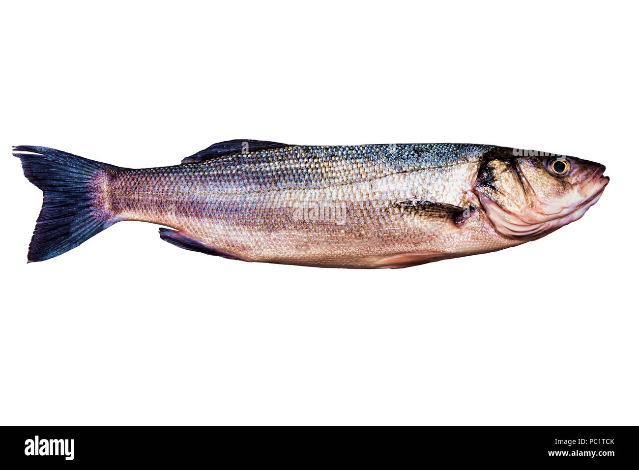 Bass side Cut Out Stock Images & Pictures - Alamy