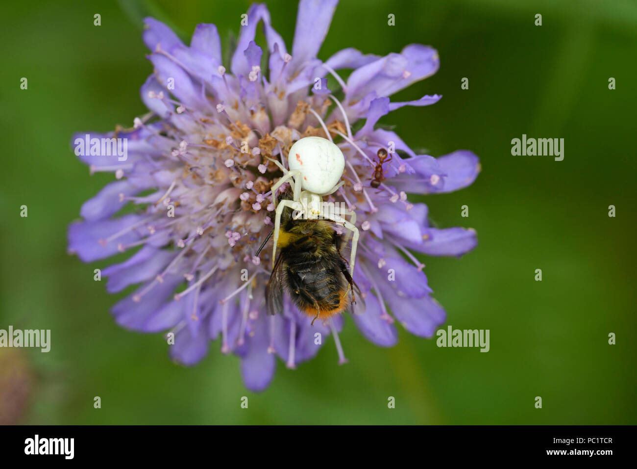 Crab Spider (Thomisidae species) on scabious flower with red-tailed ...