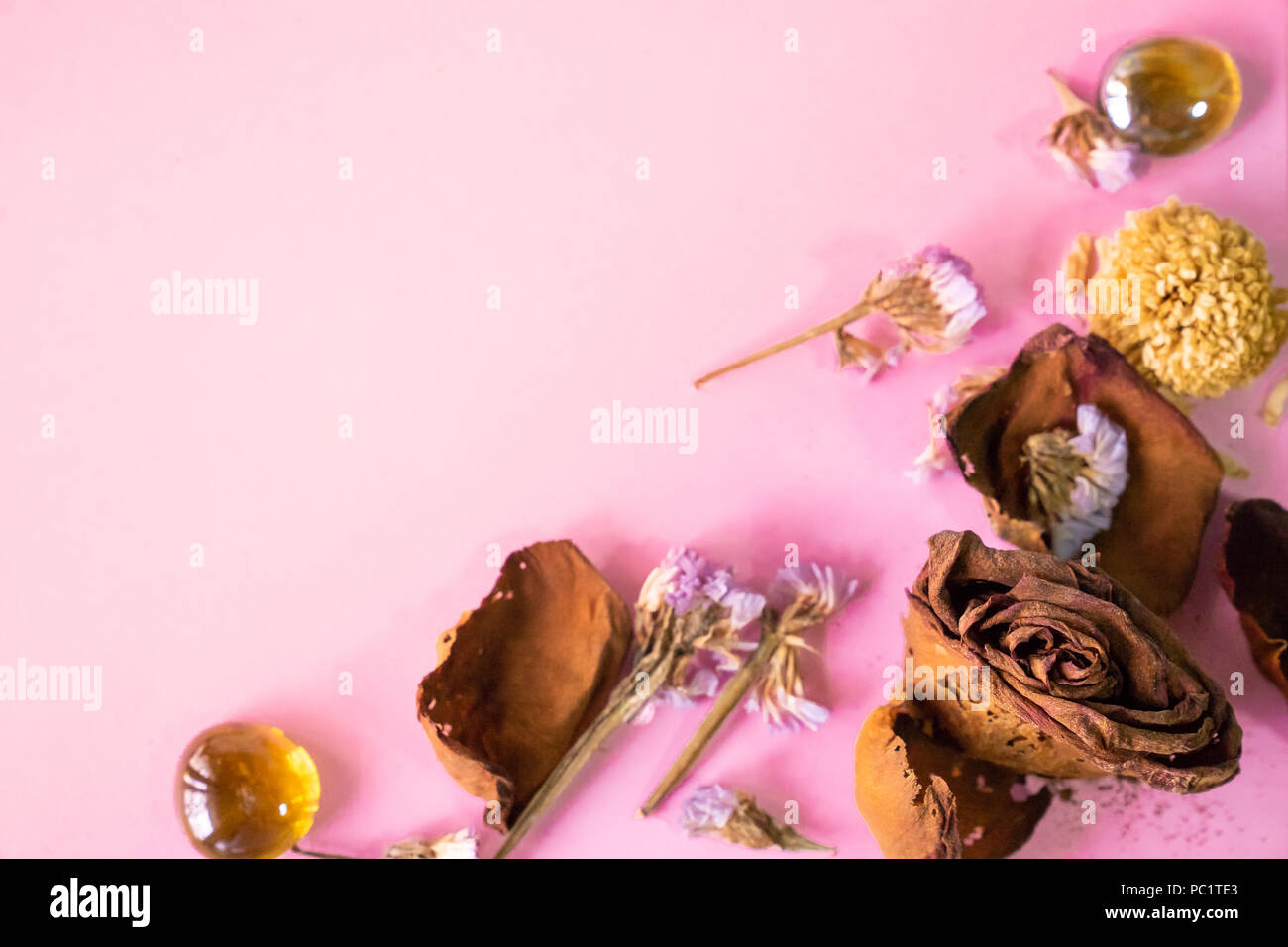 selective foucs withered rose and lavender on pink background Stock ...