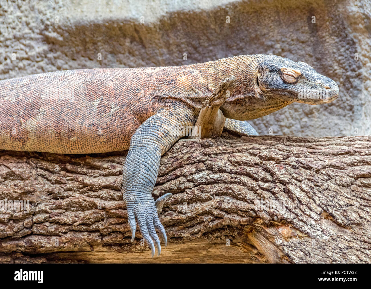 Komodo dragon resting hi-res stock photography and images - Alamy