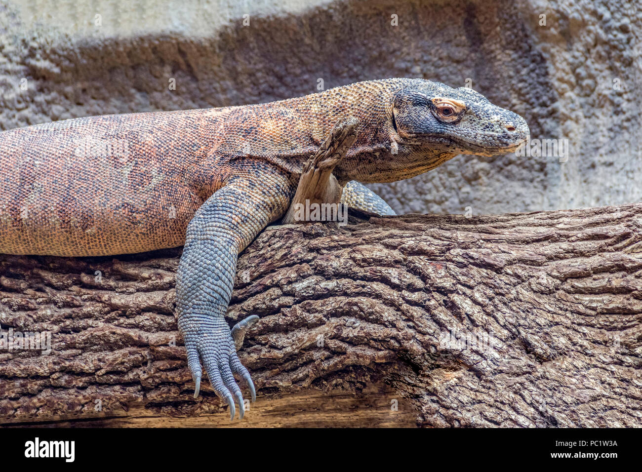 Varanus komodoensis tree hi-res stock photography and images - Alamy