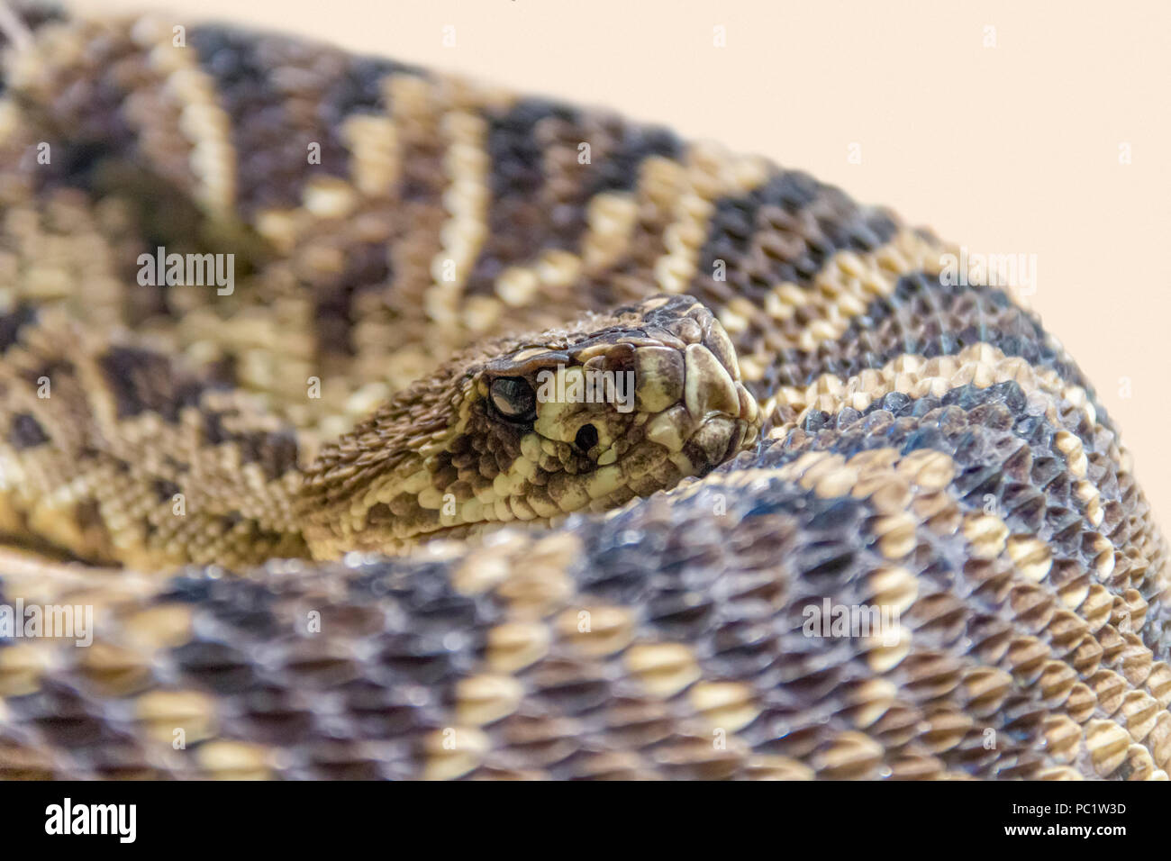 Eastern diamondback rattlesnake hi-res stock photography and images - Alamy