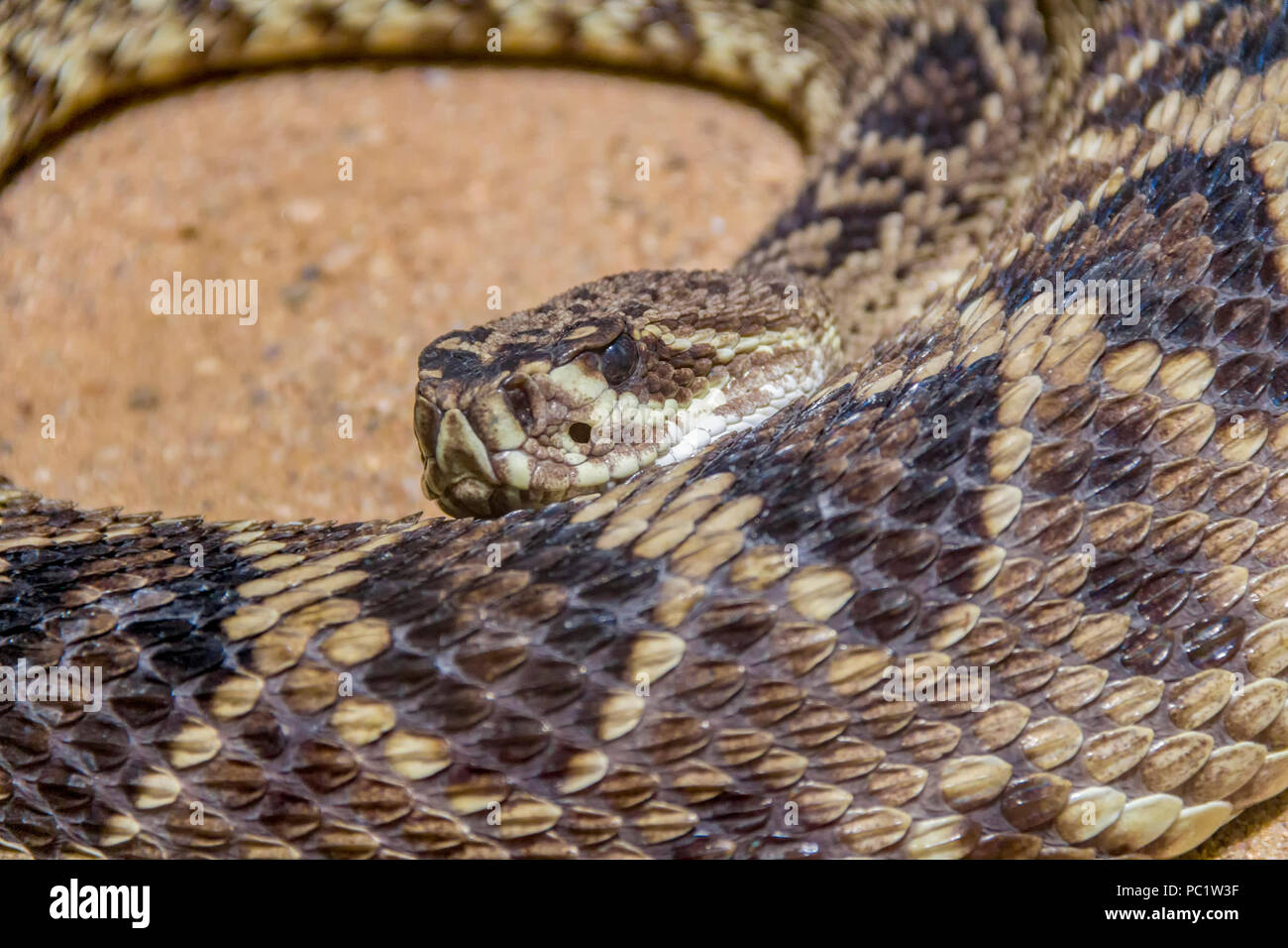 closeup shot of a Eastern diamondback rattlesnake Stock Photo - Alamy