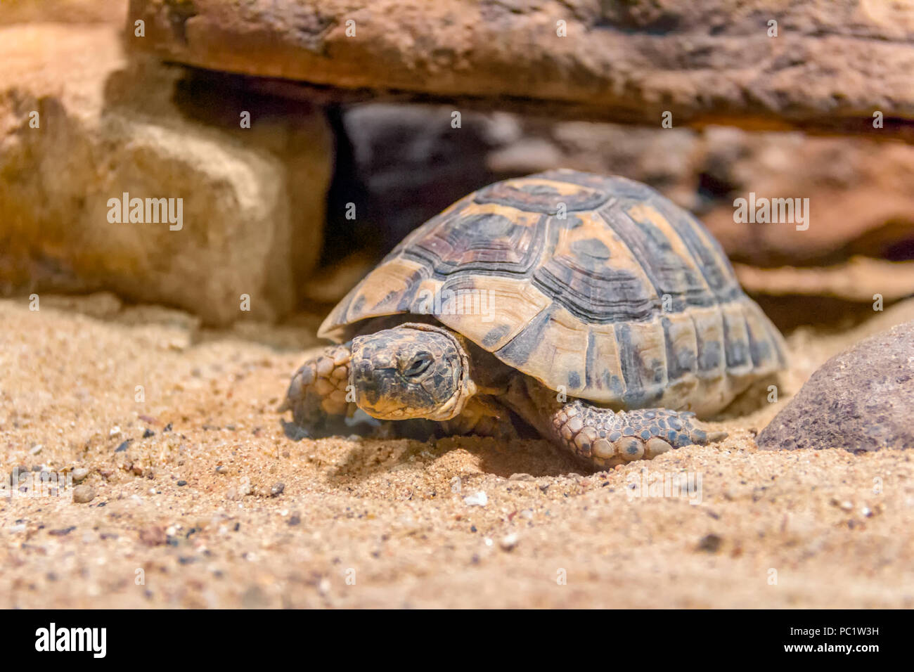 Arid reptile hi-res stock photography and images - Alamy