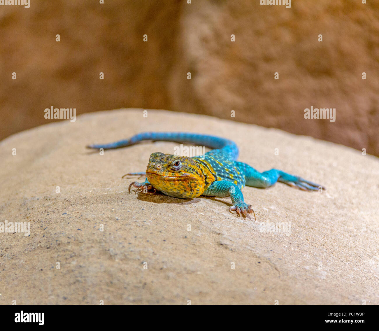 Yellow headed lizard hi-res stock photography and images - Alamy