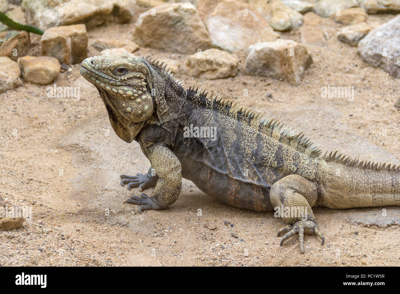 Cuban iguana cyclura nubila hi-res stock photography and images - Alamy