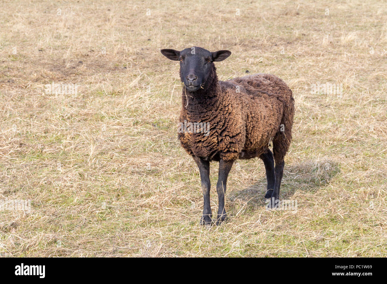 Black sheep hi-res stock photography and images - Alamy