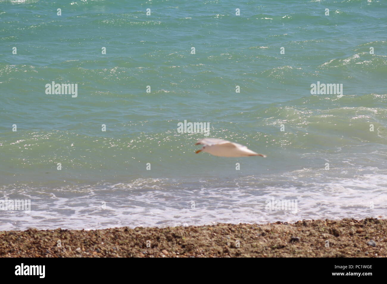 seagull flying over pebbled beach by the sea Stock Photo - Alamy