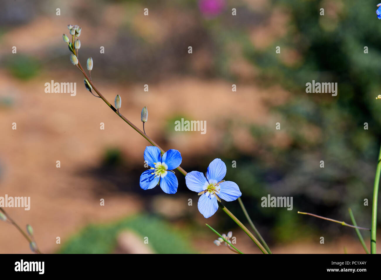 Heliophila hi-res stock photography and images - Alamy