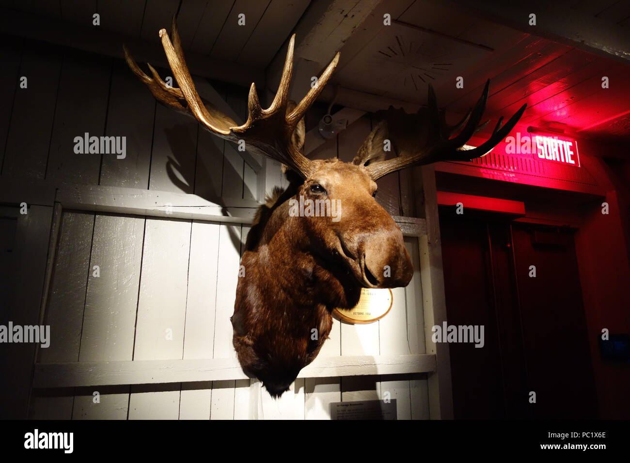 A moose trophy which is located in BRP Valcourt museum Stock Photo - Alamy