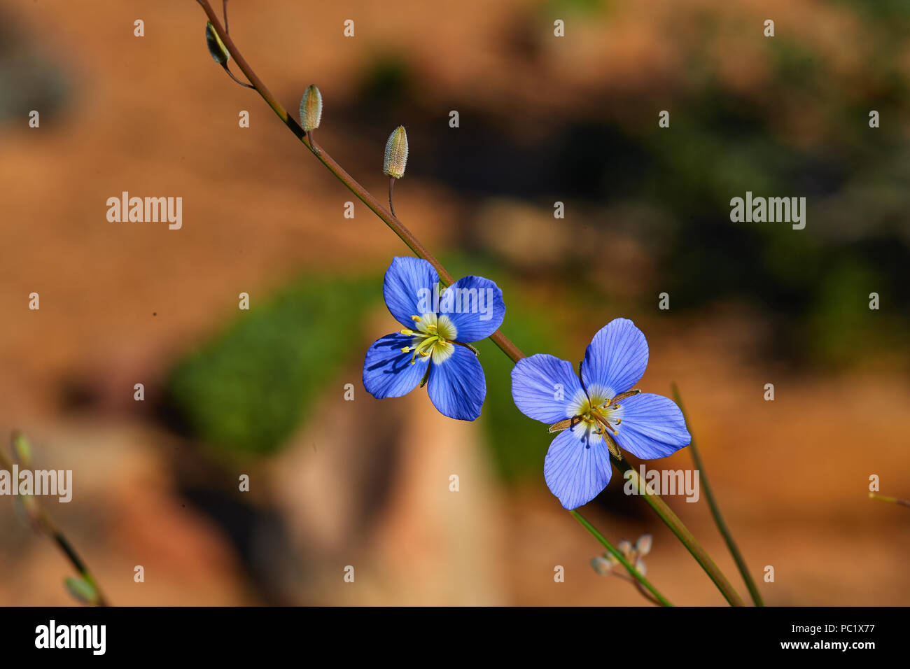 Heliophila hi-res stock photography and images - Alamy