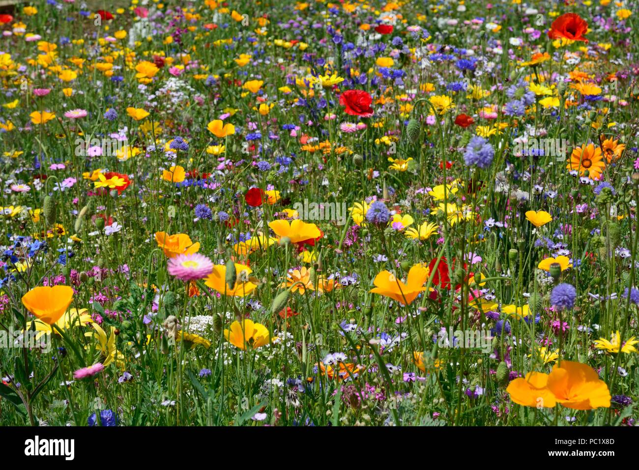 Planted flower meadow with masses of colourful wild flower Stock Photo ...