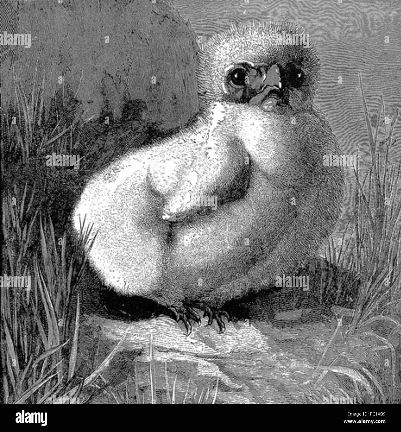 Chick drawing hi-res stock photography and images - Alamy