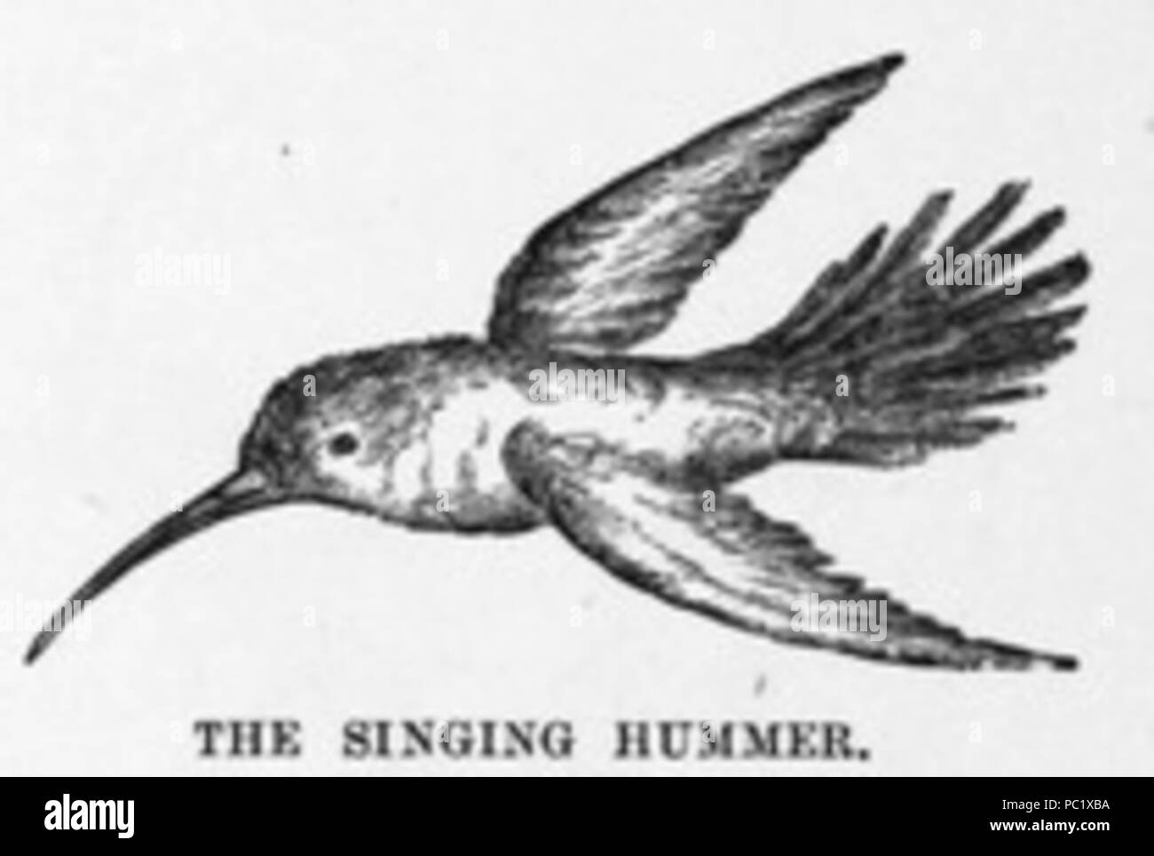 34 Flying Hummingbird Drawing Stock Photo - Alamy
