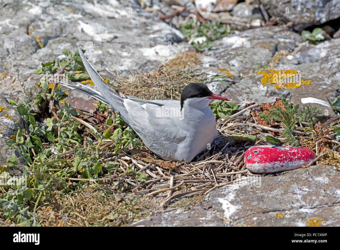 Nesting arctic tern sterna hi-res stock photography and images - Alamy