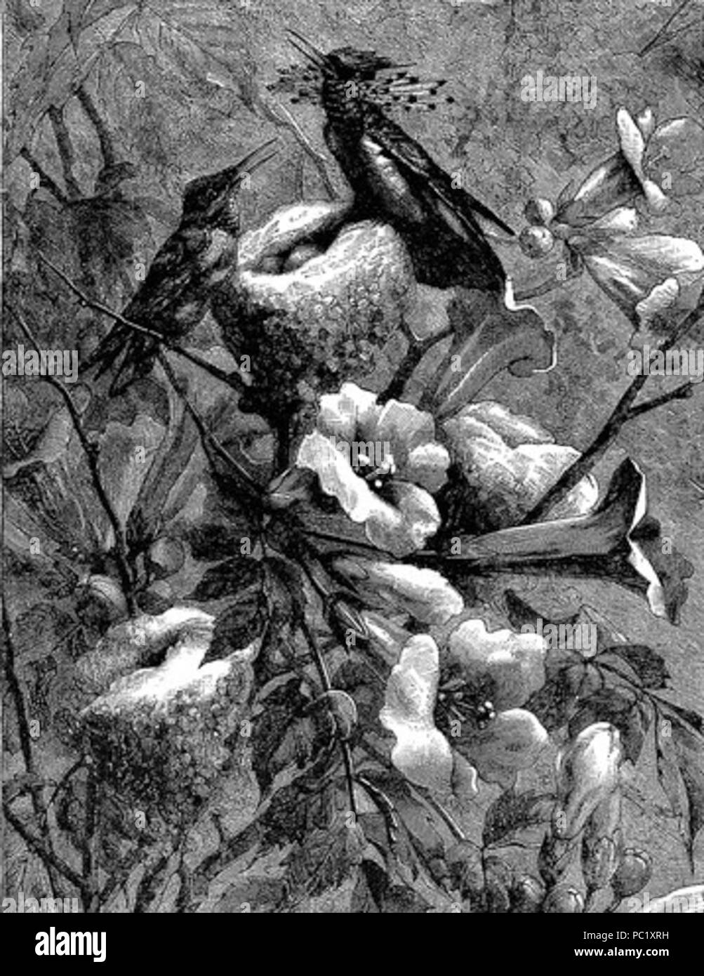 Hummingbird anatomy hi-res stock photography and images - Alamy