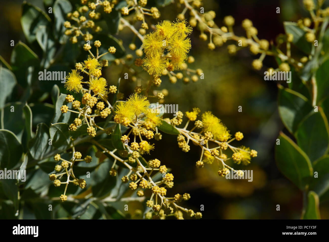 Vachellia erioloba flowers hi-res stock photography and images - Alamy