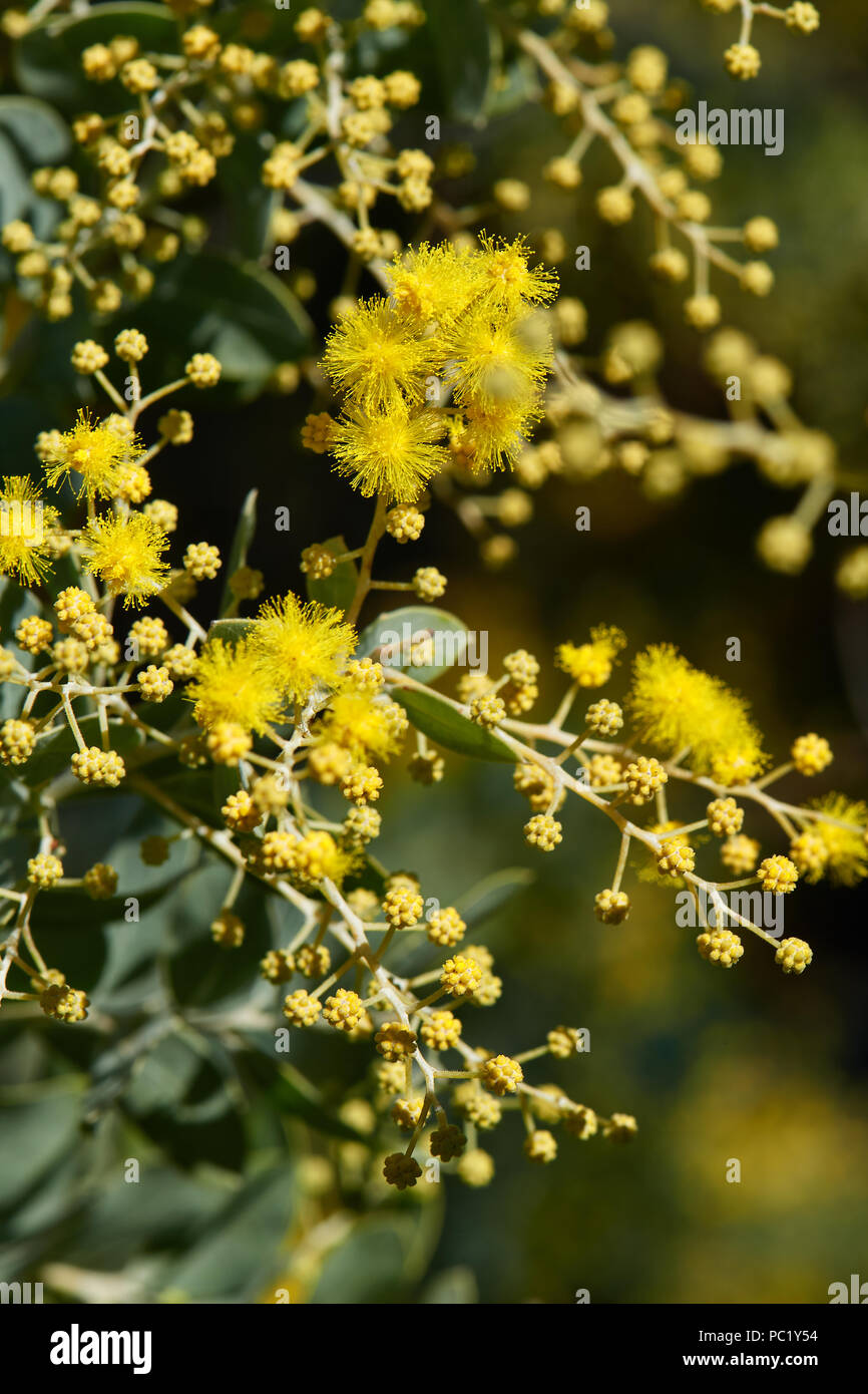 Yellow ball like flowers hi-res stock photography and images - Alamy