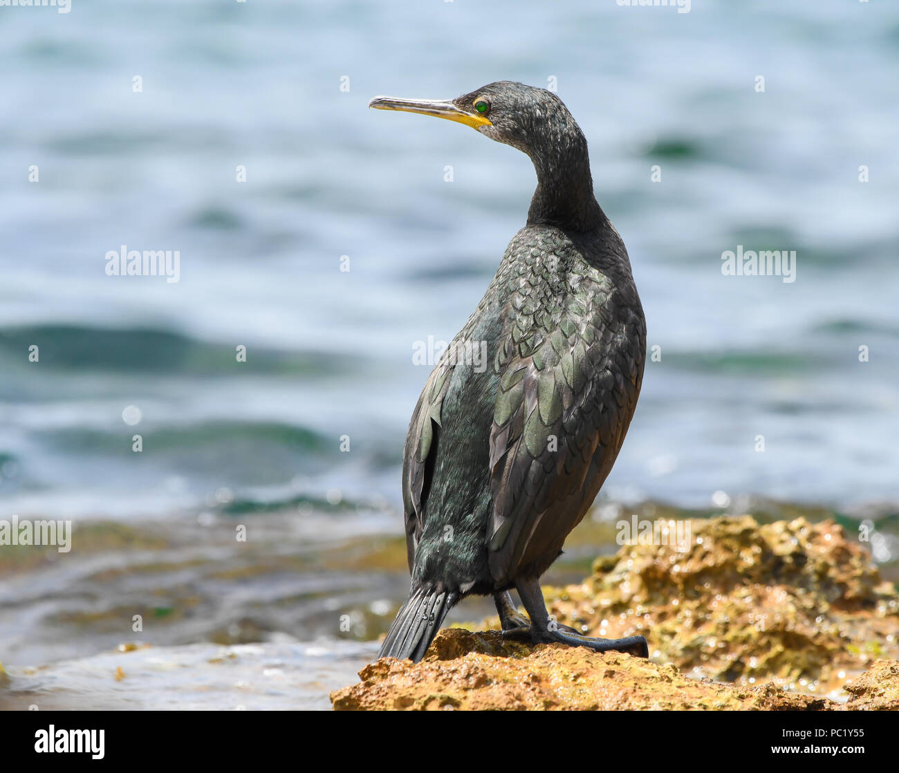 Ibiza birds hi-res stock photography and images - Alamy