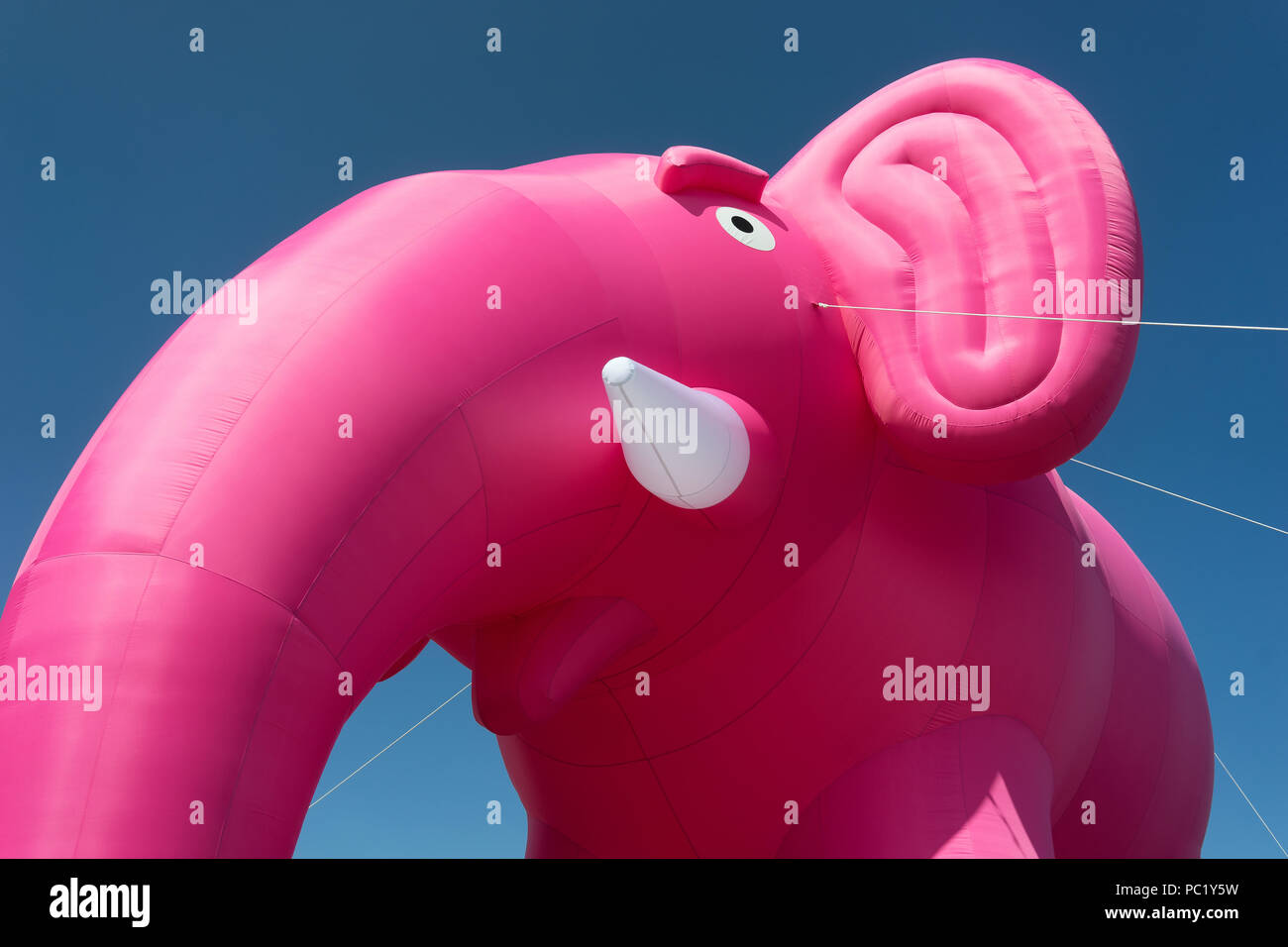 Inflatable pink elephant with white tusks against the blue sky tied ...