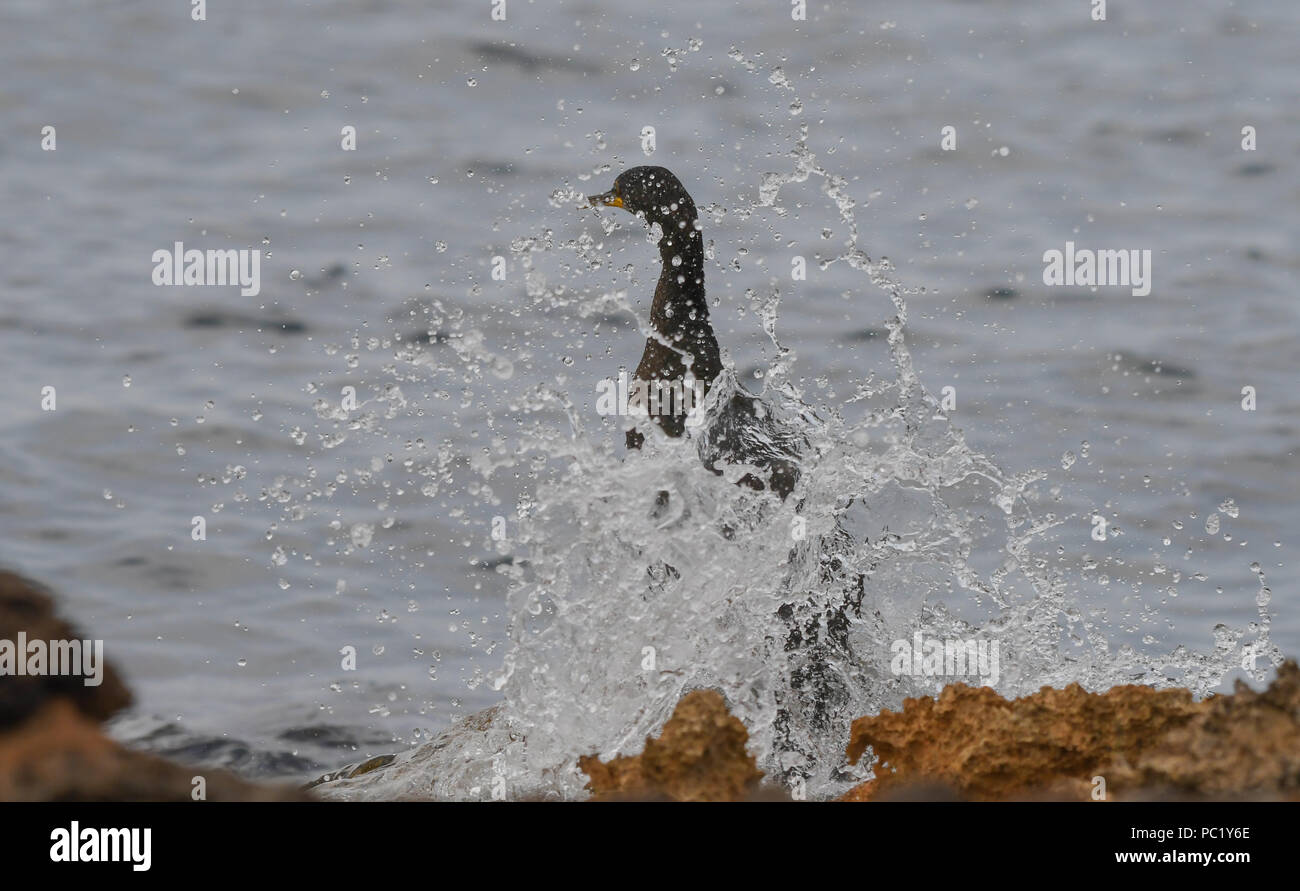 European shag at the water's edge dotted by the waves Stock Photo - Alamy