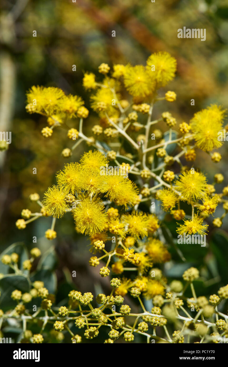 Camel tree flowers Stock Photo - Alamy