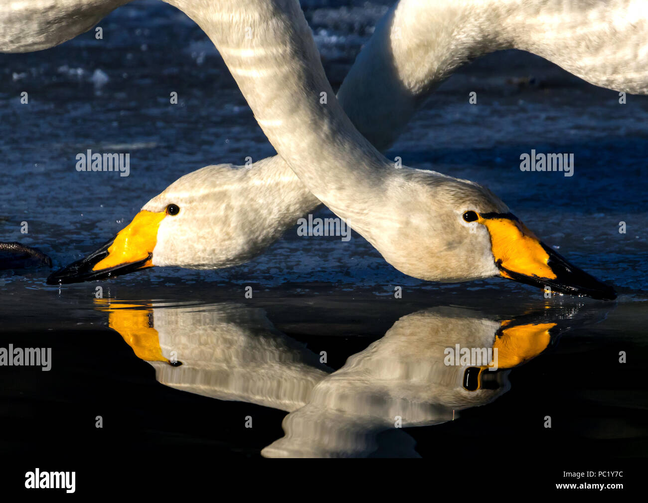 Two swan heads hi-res stock photography and images - Alamy