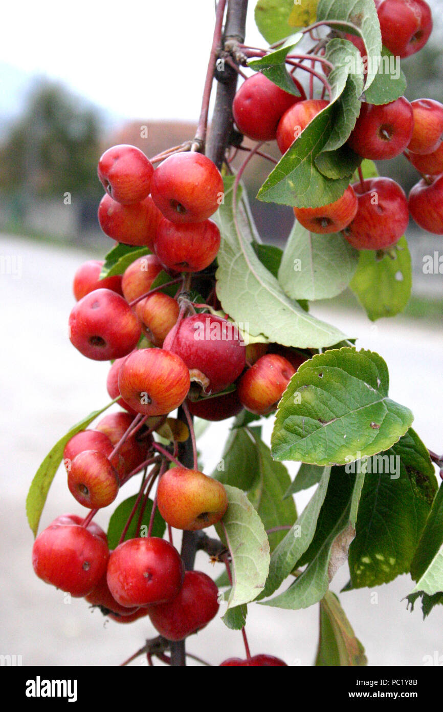 Heavy crop of apples hi-res stock photography and images - Alamy