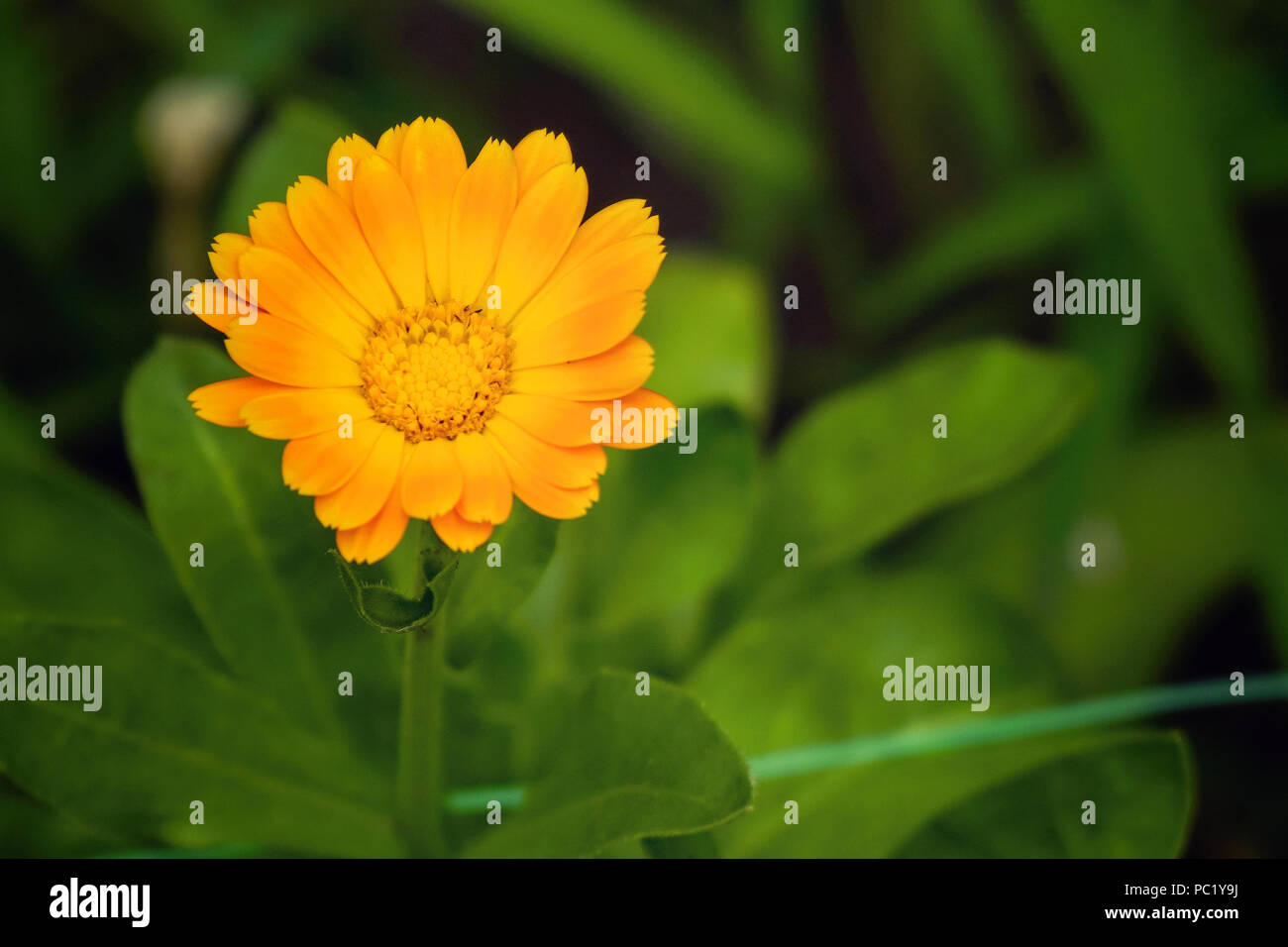 Flower of calendula on dark natural background Stock Photo - Alamy