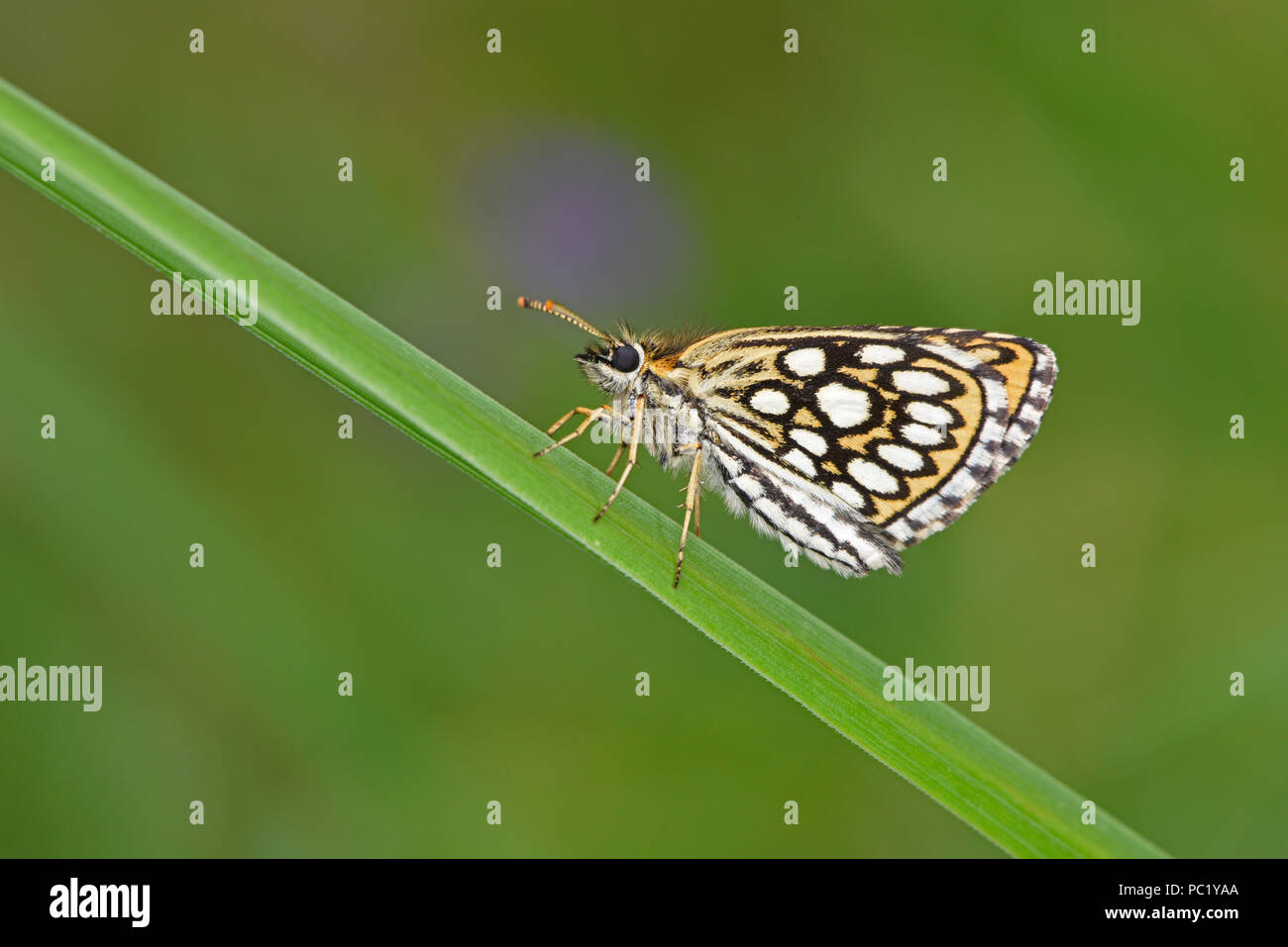 Large Checkered Skipper Butterfly (Heteropterus morpheus) adult at rest ...