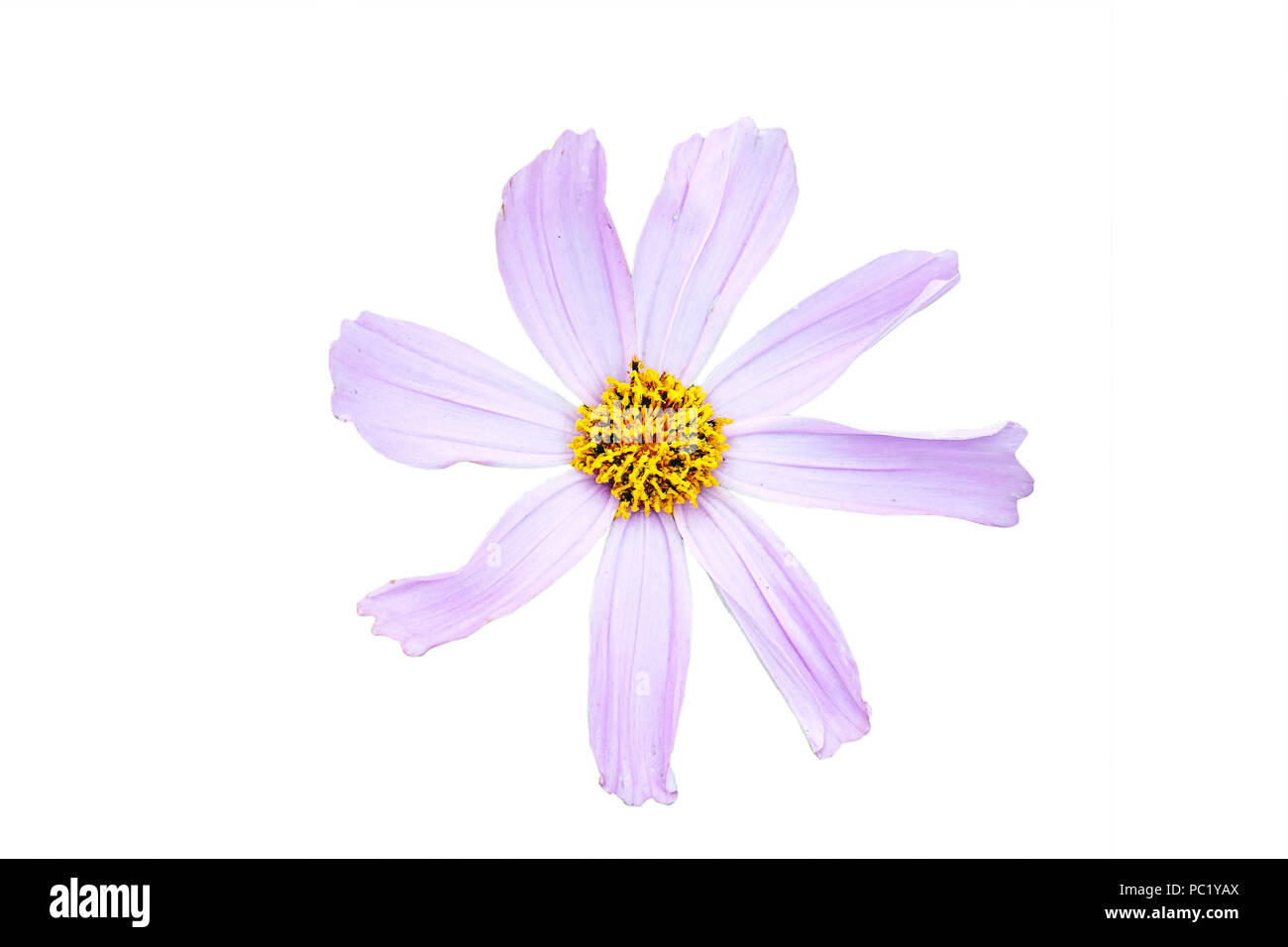 Colorful cosmos flower field Cut Out Stock Images & Pictures - Alamy