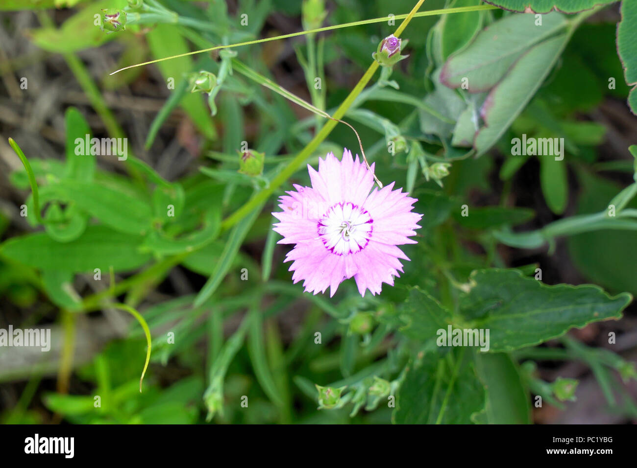 Pretty little pink flower hi-res stock photography and images - Alamy