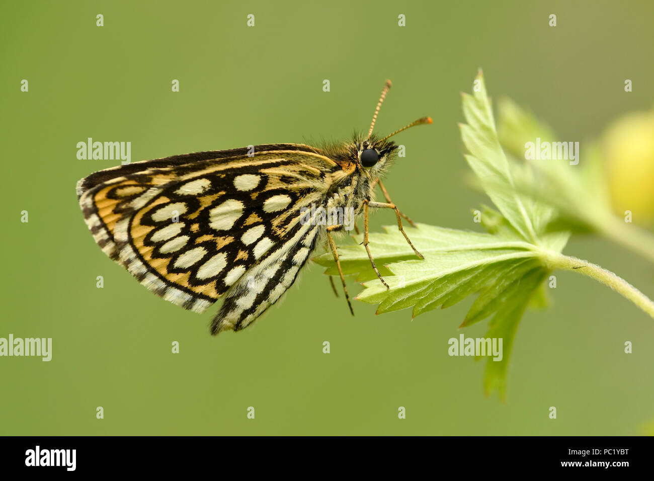 Checkered skipper hi-res stock photography and images - Alamy
