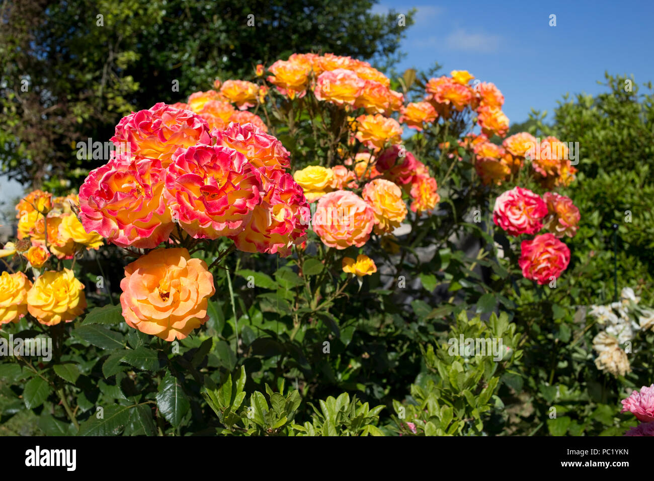 Hybrid tea rose hi-res stock photography and images - Alamy