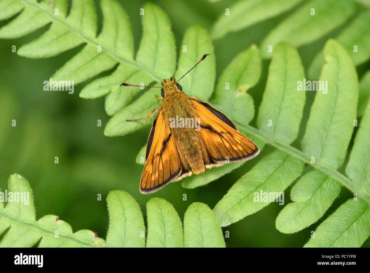 Butterfly position hi-res stock photography and images - Alamy
