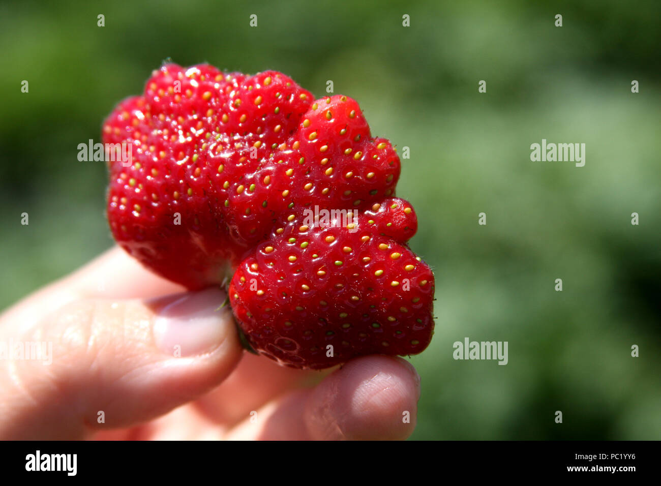 Strange strawberry hi-res stock photography and images - Alamy