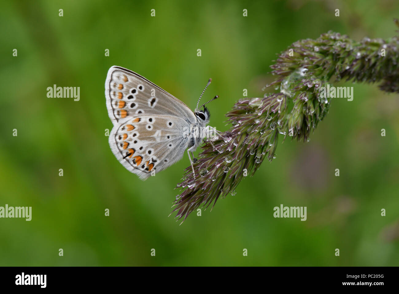 Northern Brown Argus Butterfly (Aricia artaxerces) male perched on ...