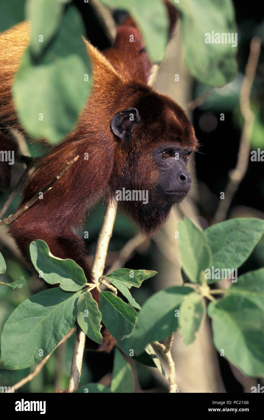 NOT 1139883 RED HOWLER MONKEY Alouatta seniculus Venezuelan Red Howler ...